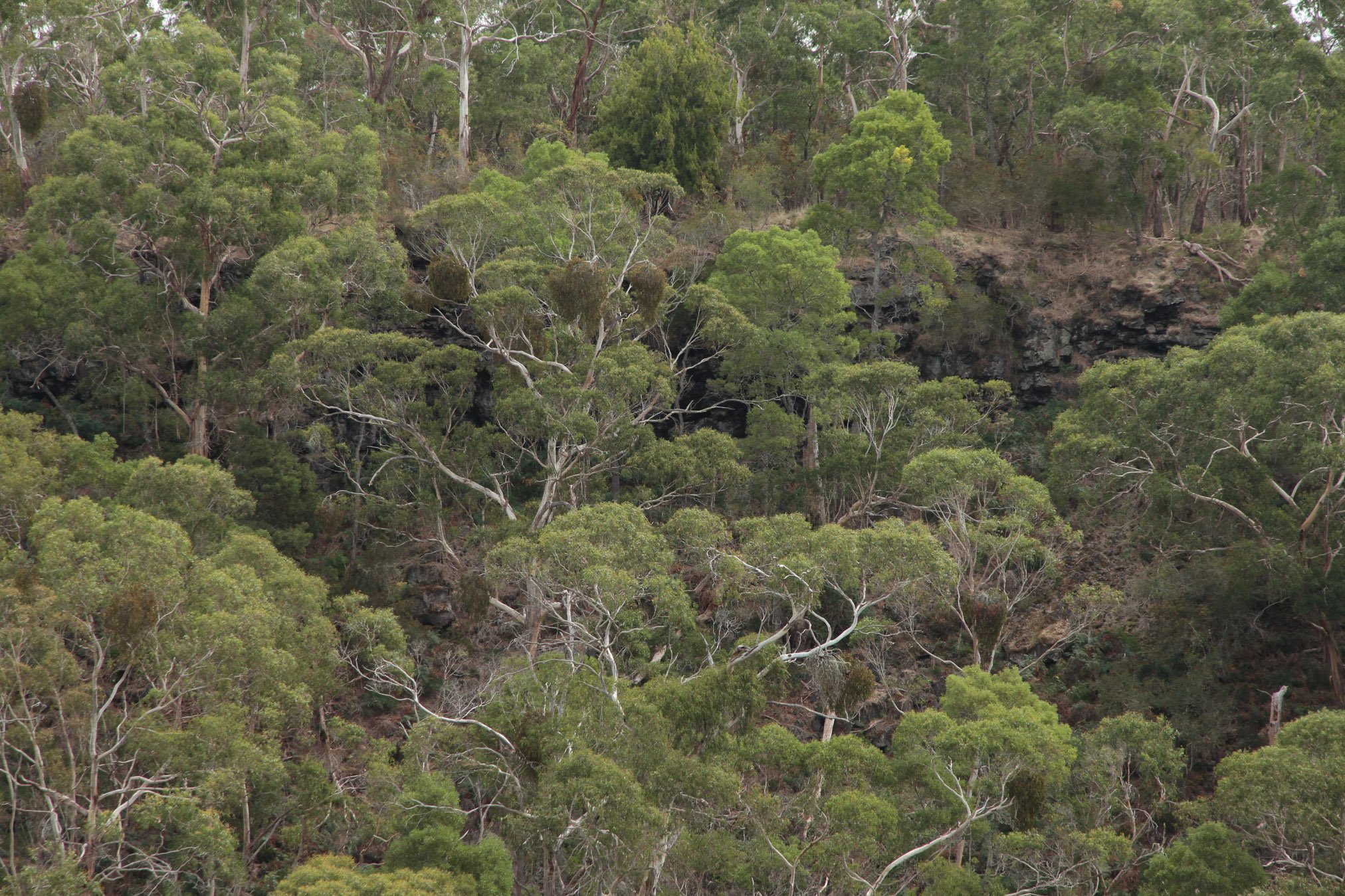 Government incompetence on the environment – EPBC update – AUSTRALIAN ...